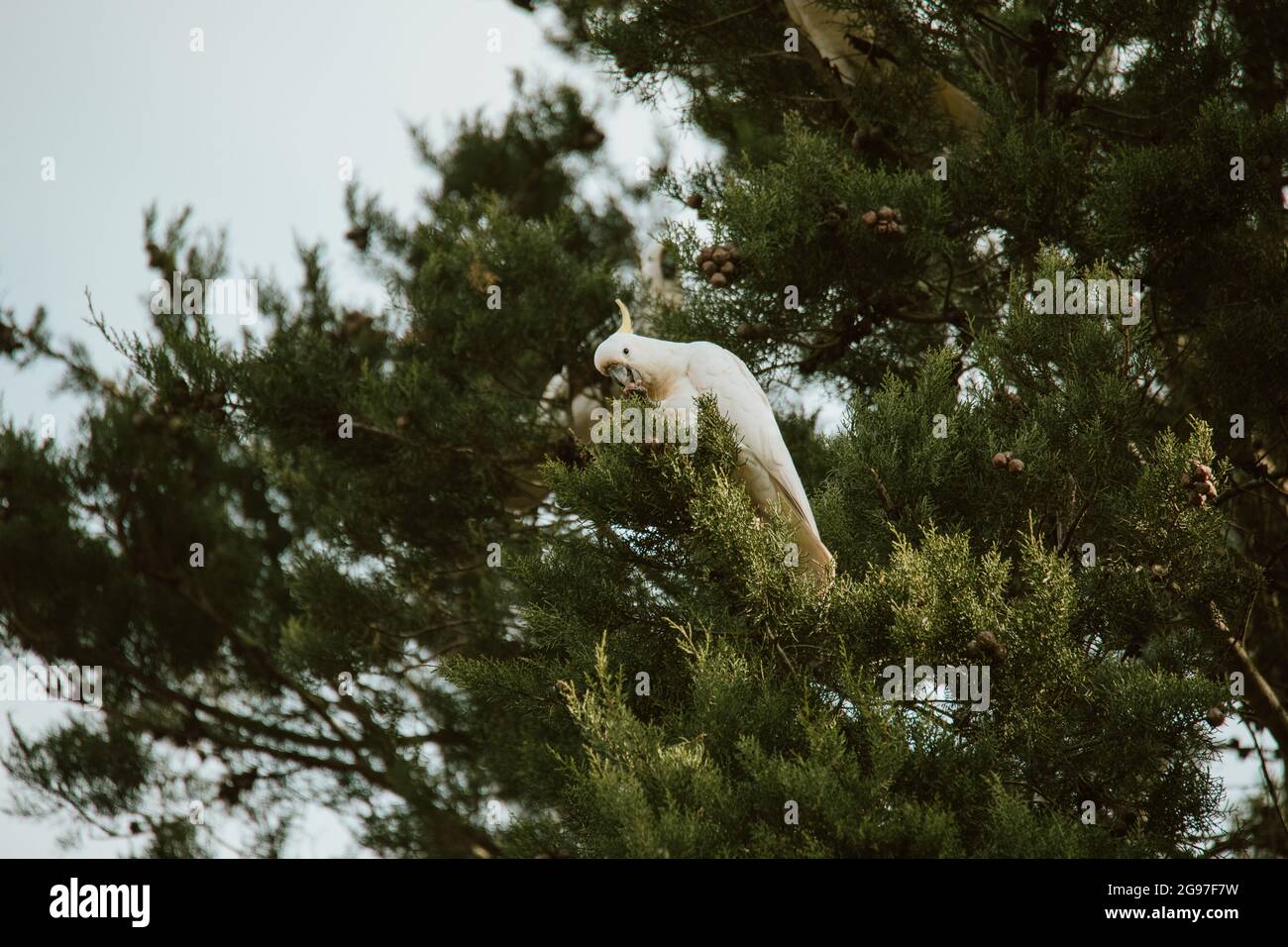 White Cockatoo bird sitting in a tree Stock Photo - Alamy
