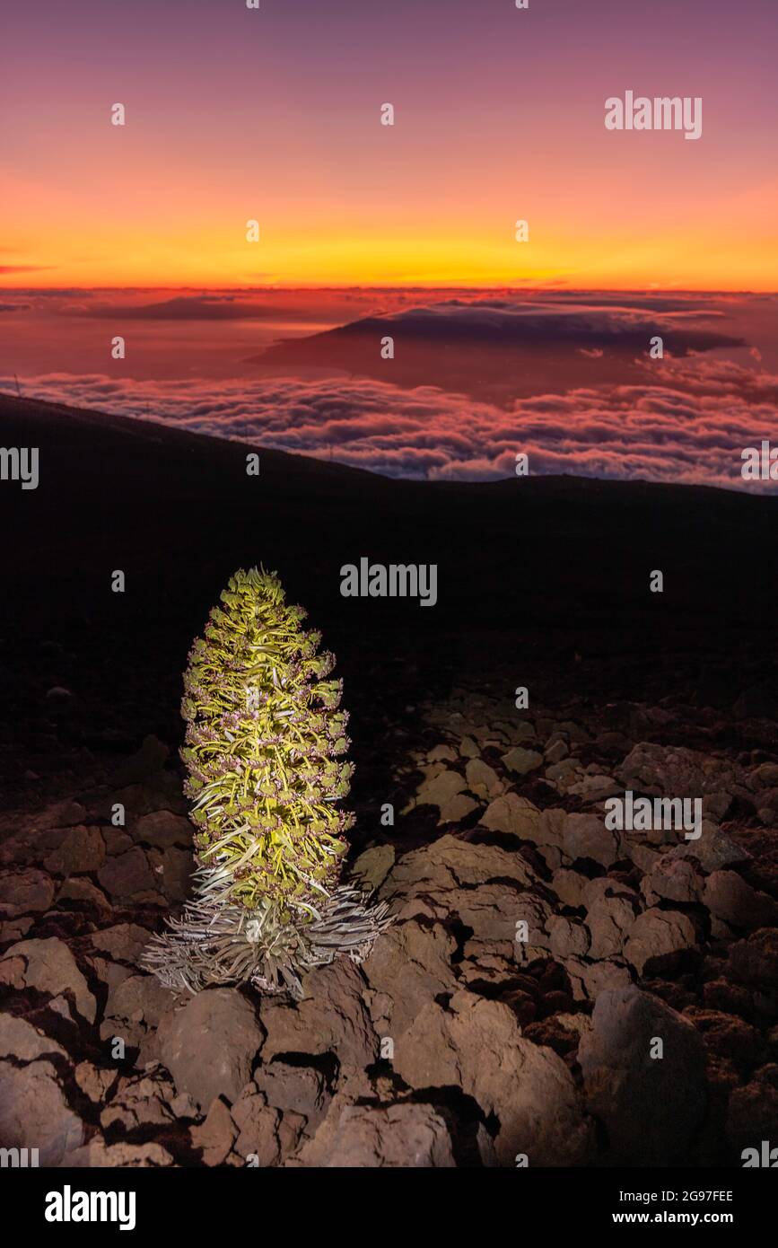 Silversword water hi-res stock photography and images - Alamy