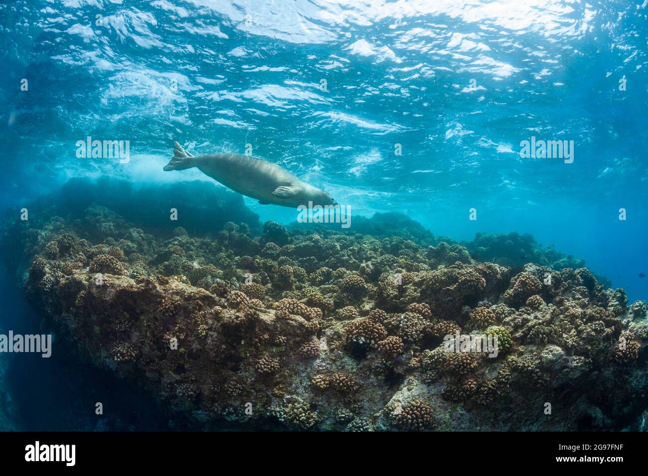 A Hawaiian monk seal, Monachus schauinslandi, (endemic and endangered ...