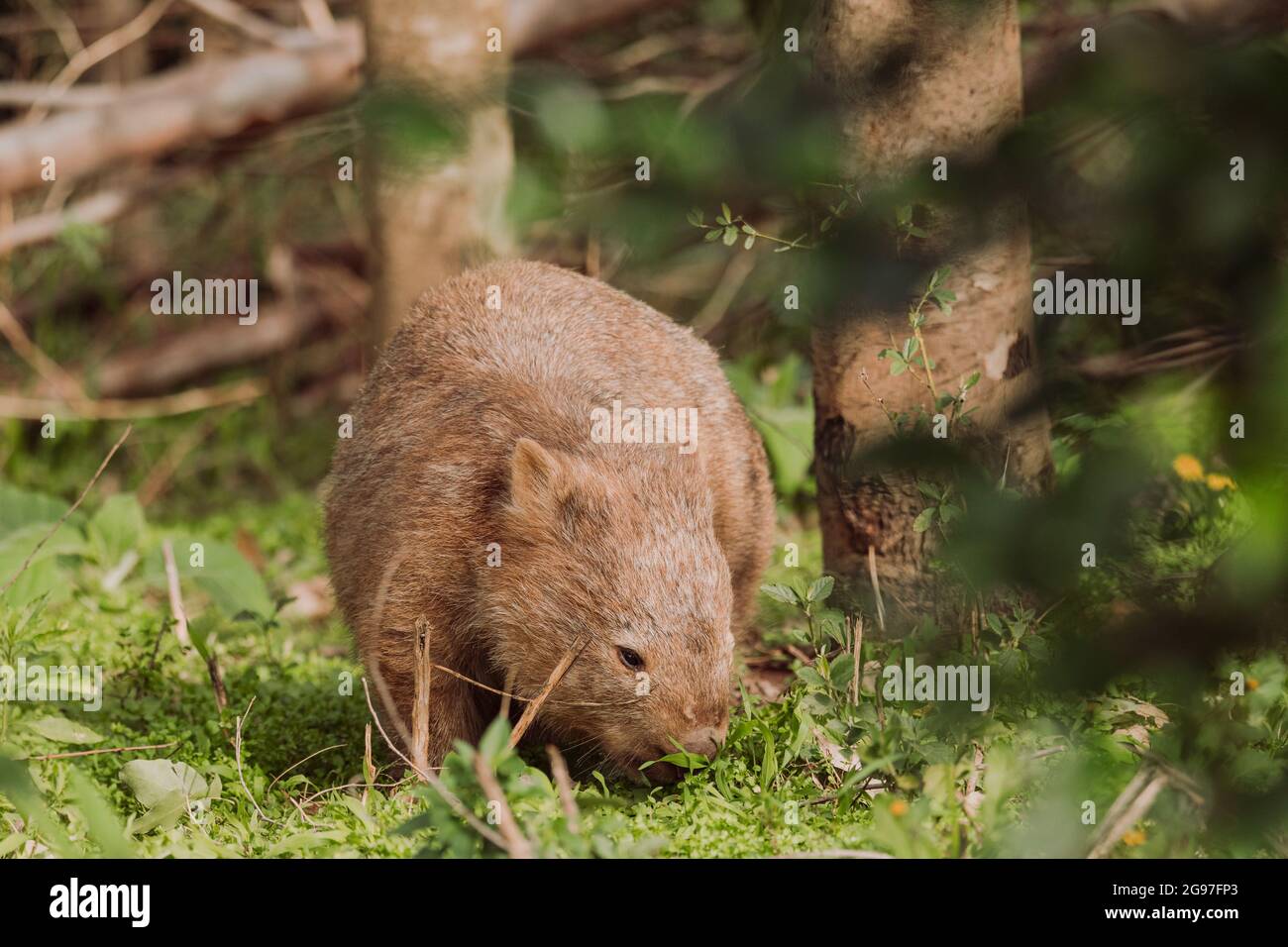 Common wombat, Kangaroo valley, NSW, Australia Stock Photo - Alamy