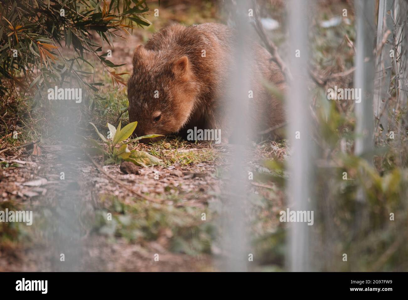 Common wombat, Kangaroo valley, NSW, Australia Stock Photo - Alamy