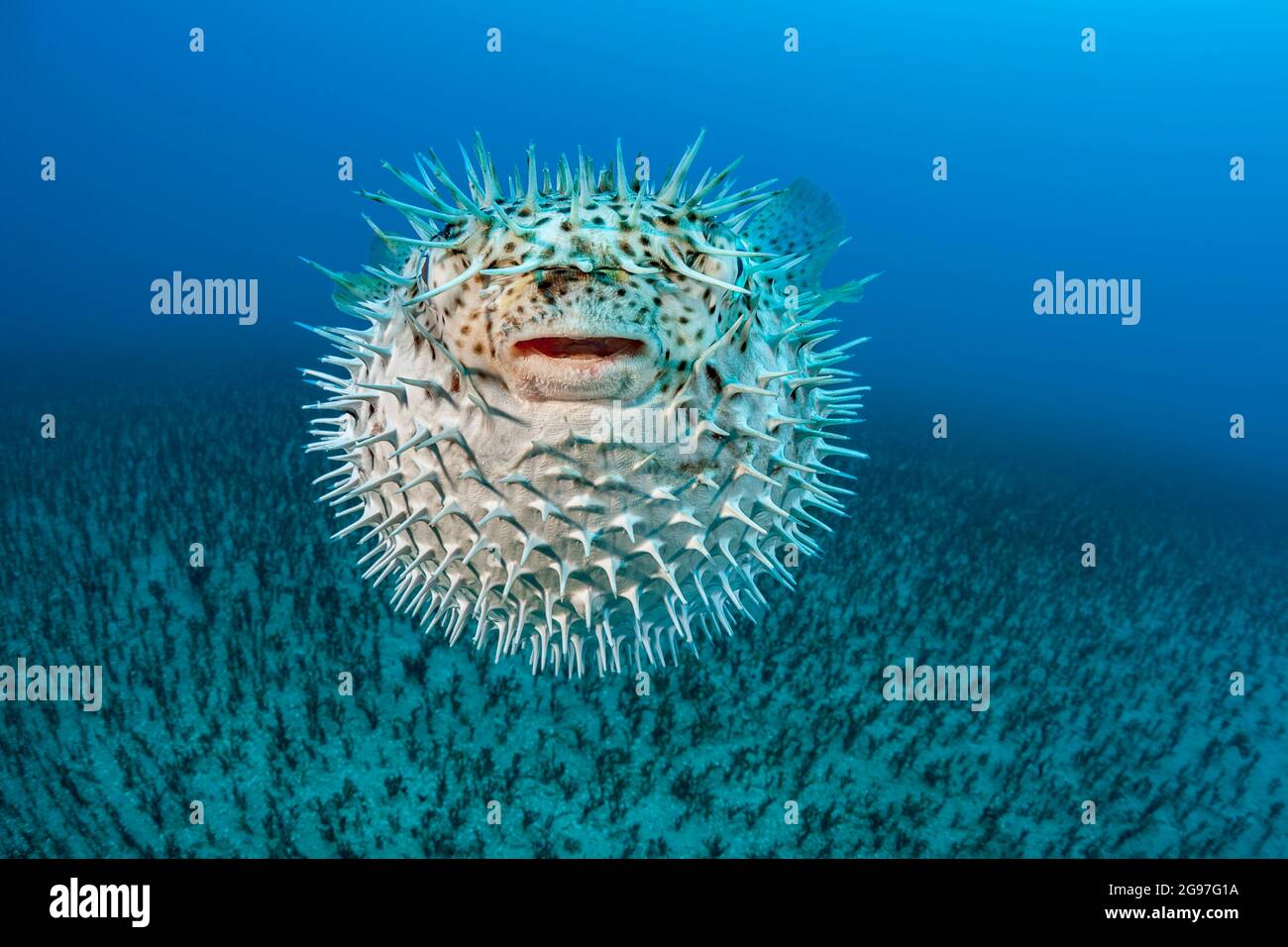 David fleetham porcupinefish hi-res stock photography and images - Alamy