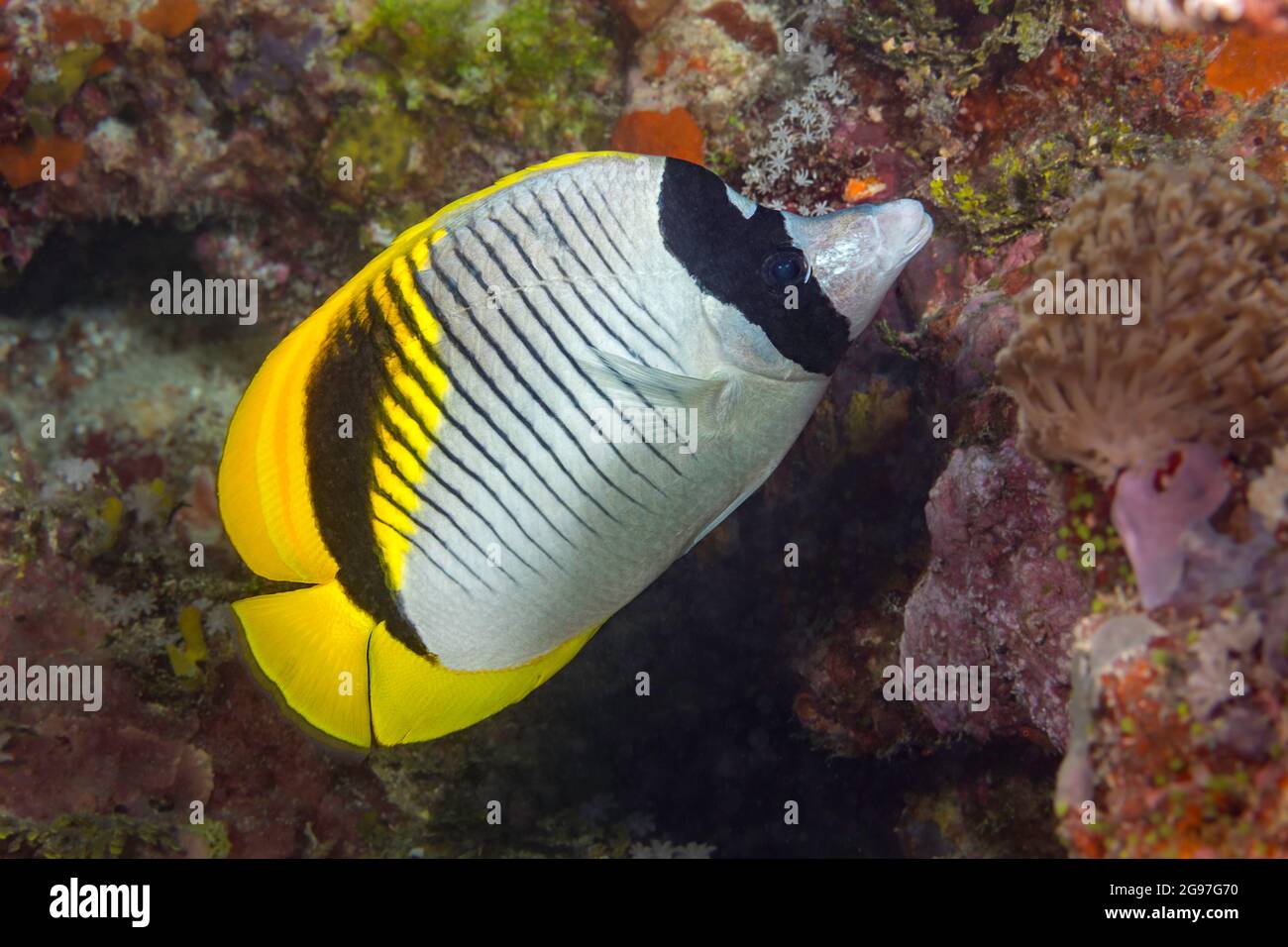 The lined butterflyfish, Chaetodon lineolatus, reaches up to 12 inches ...