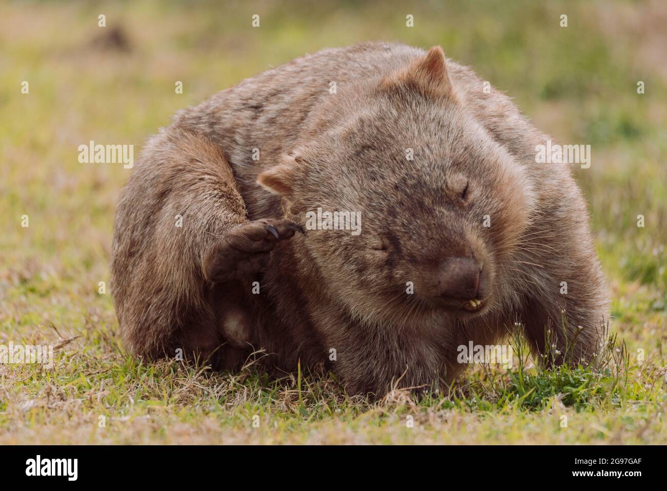 Common wombat, Kangaroo valley, NSW, Australia Stock Photo - Alamy