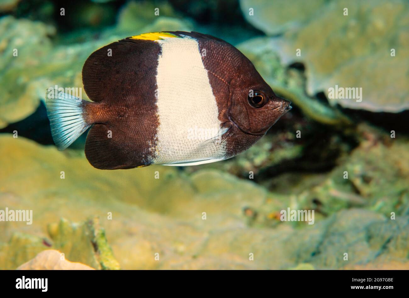 Black Pyramid Butterflyfish