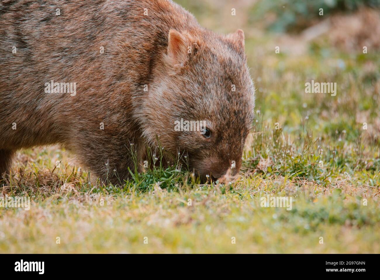 Common wombat, Kangaroo valley, NSW, Australia Stock Photo - Alamy
