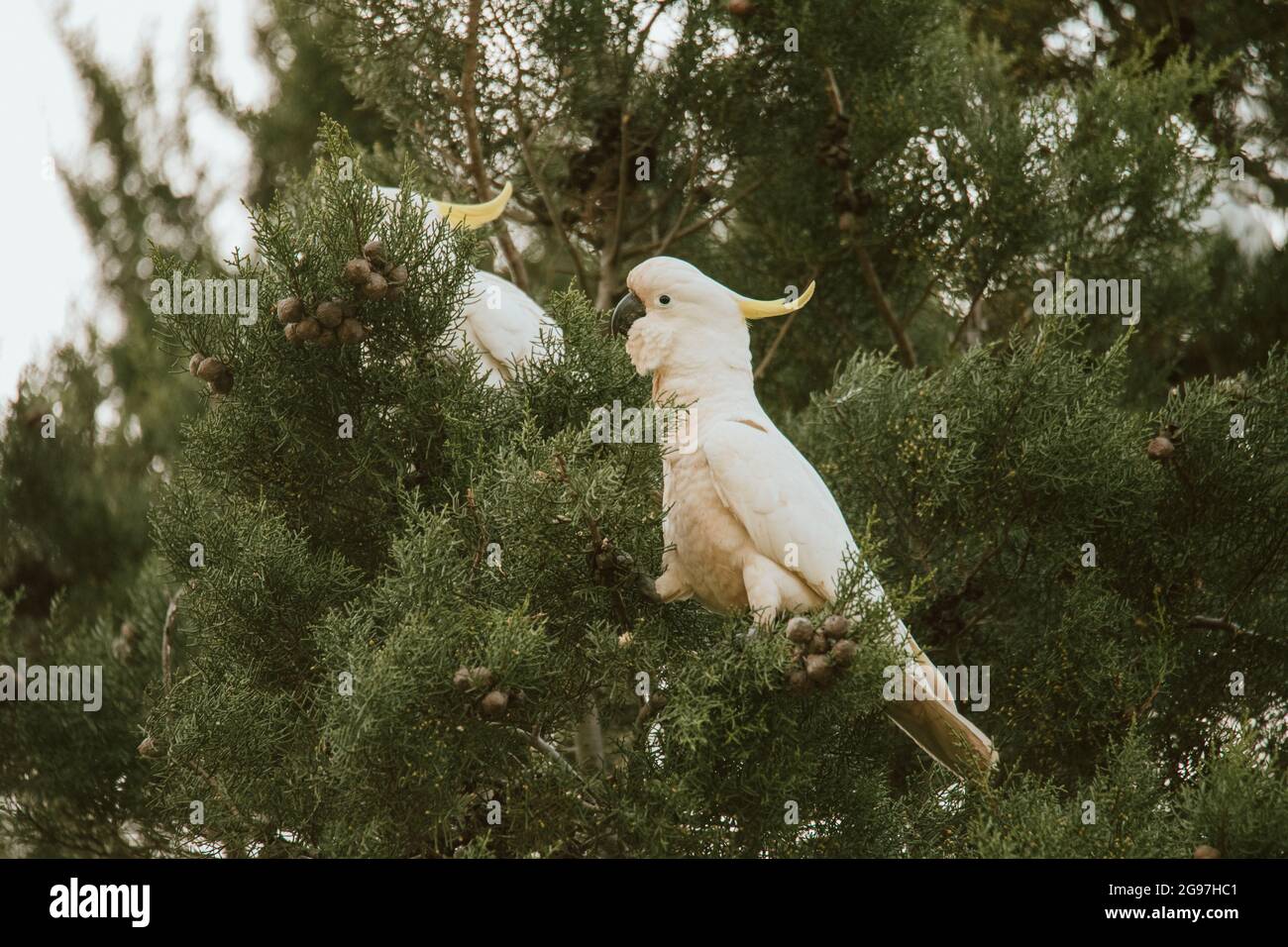 White Cockatoo bird sitting in a tree Stock Photo - Alamy