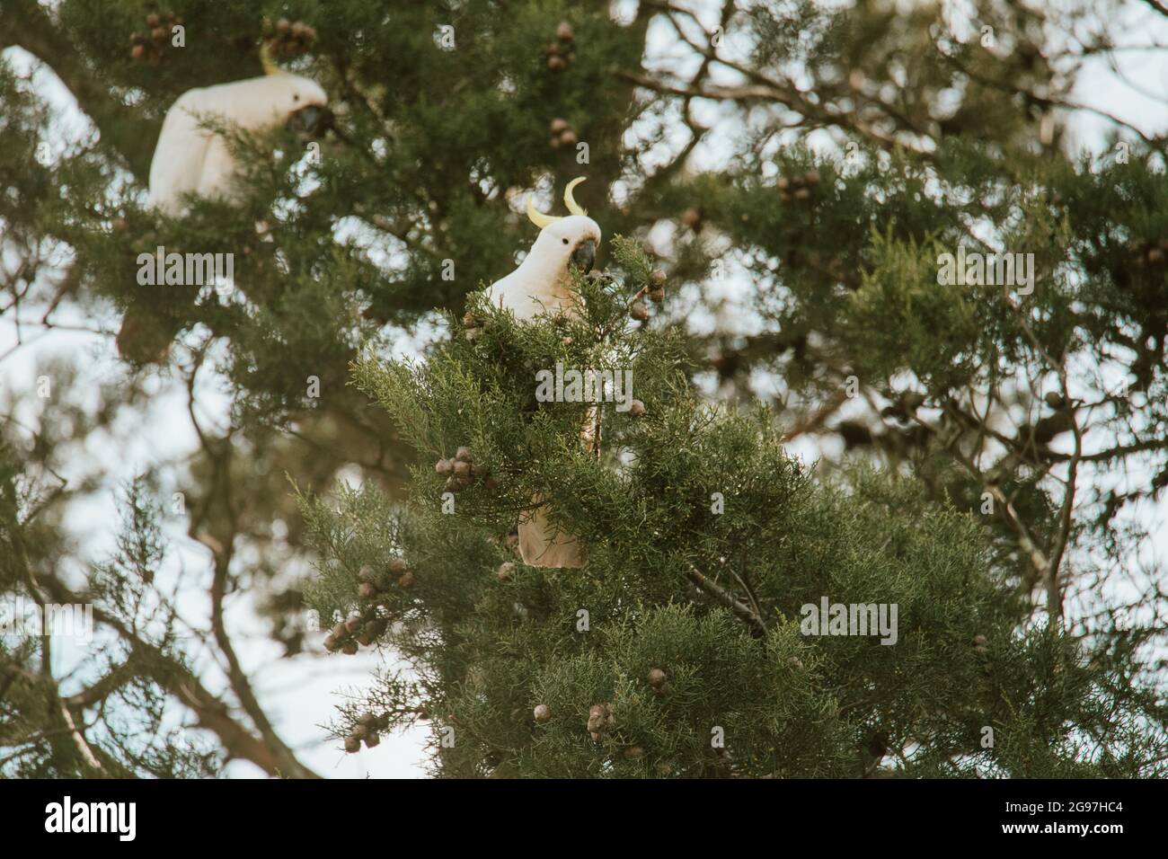 White Cockatoo bird sitting in a tree Stock Photo - Alamy