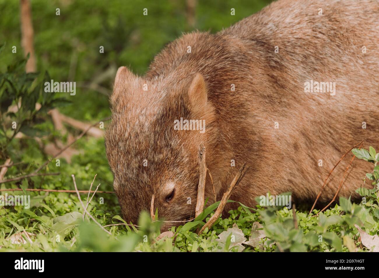 Common wombat, Kangaroo valley, NSW, Australia Stock Photo - Alamy