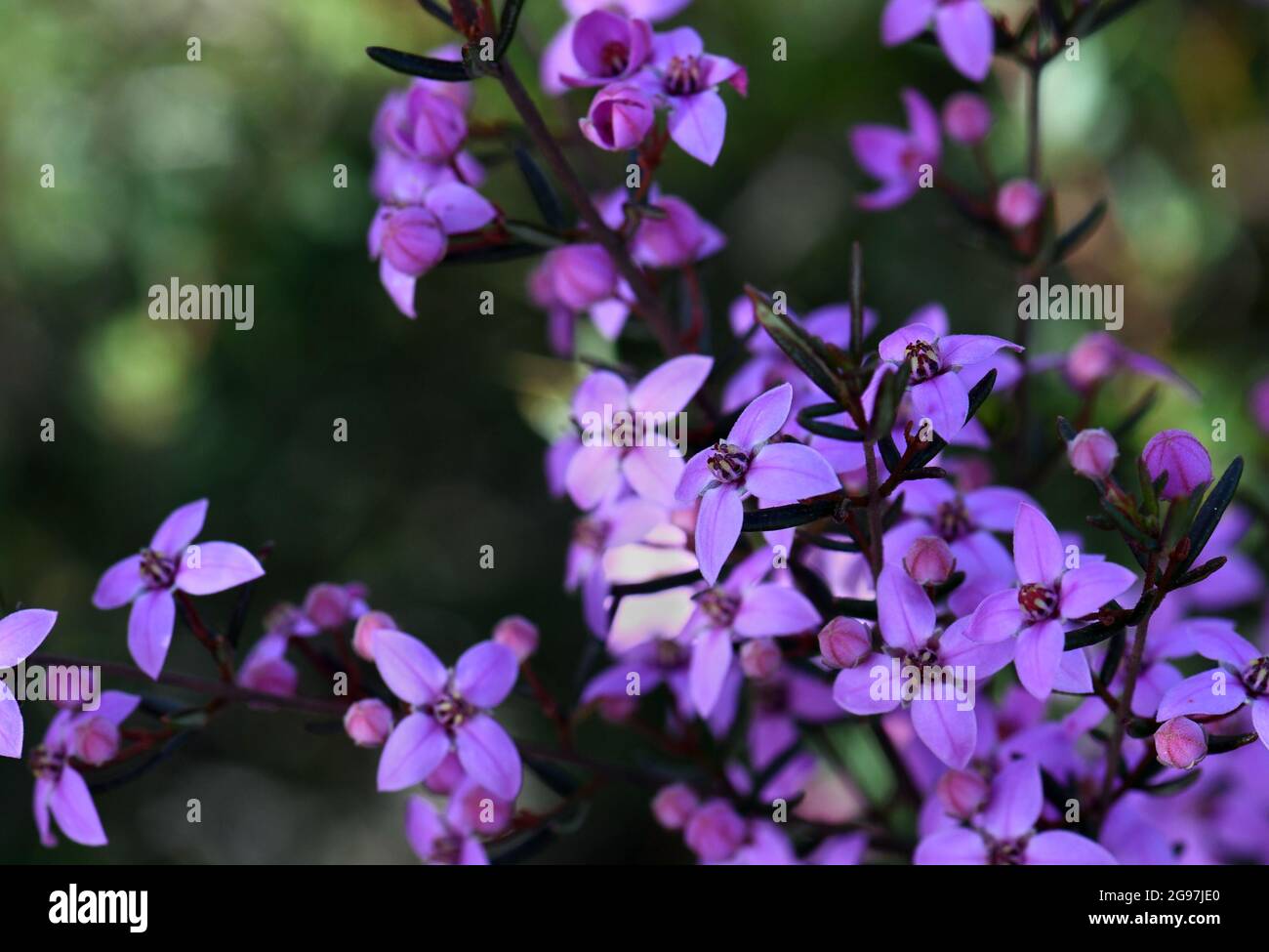 Pink australia australian wildflowers hi-res stock photography and ...