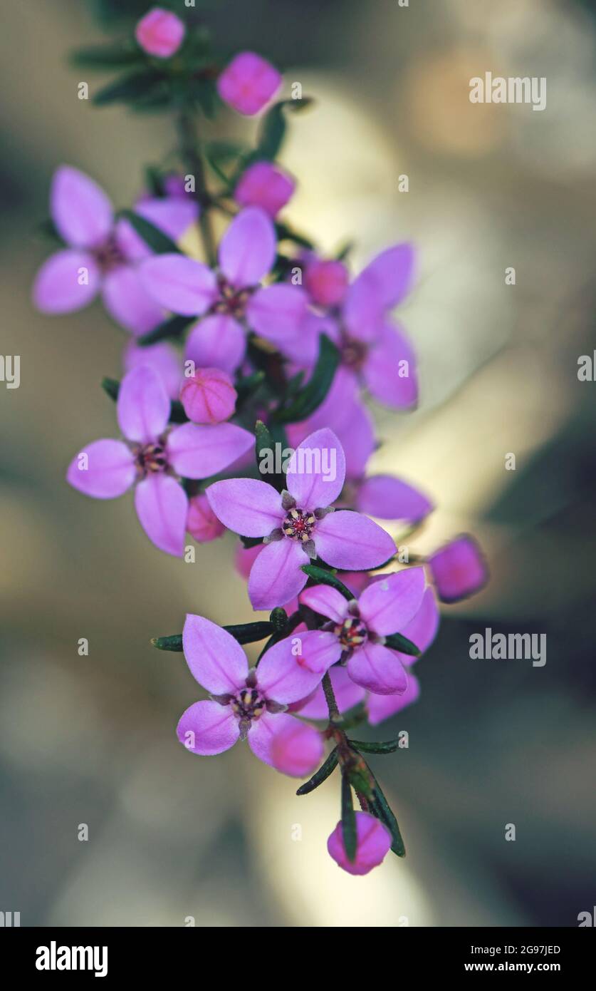 Pink Australia Australian Wildflowers High Resolution Stock Photography ...
