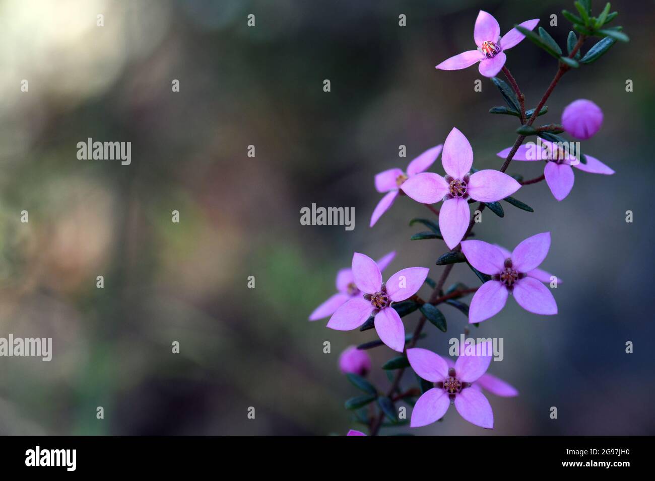 Pink Australia Australian Wildflowers High Resolution Stock Photography ...