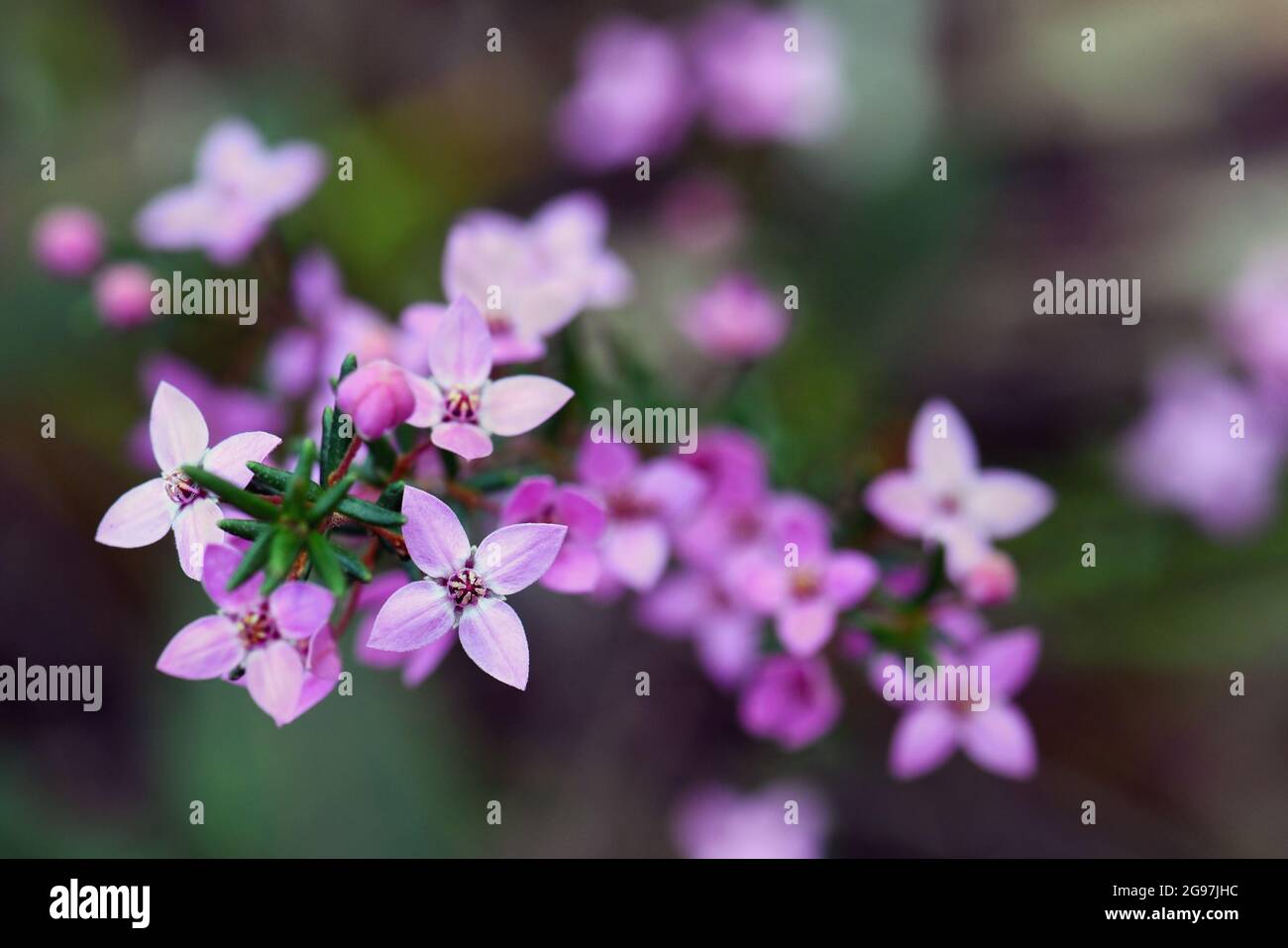 Pink Australia Australian Wildflowers High Resolution Stock Photography ...