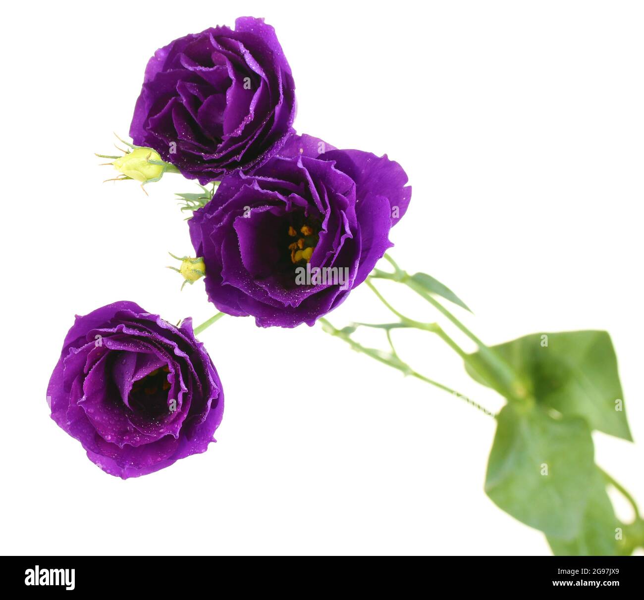 purple eustoma on white background Stock Photo - Alamy