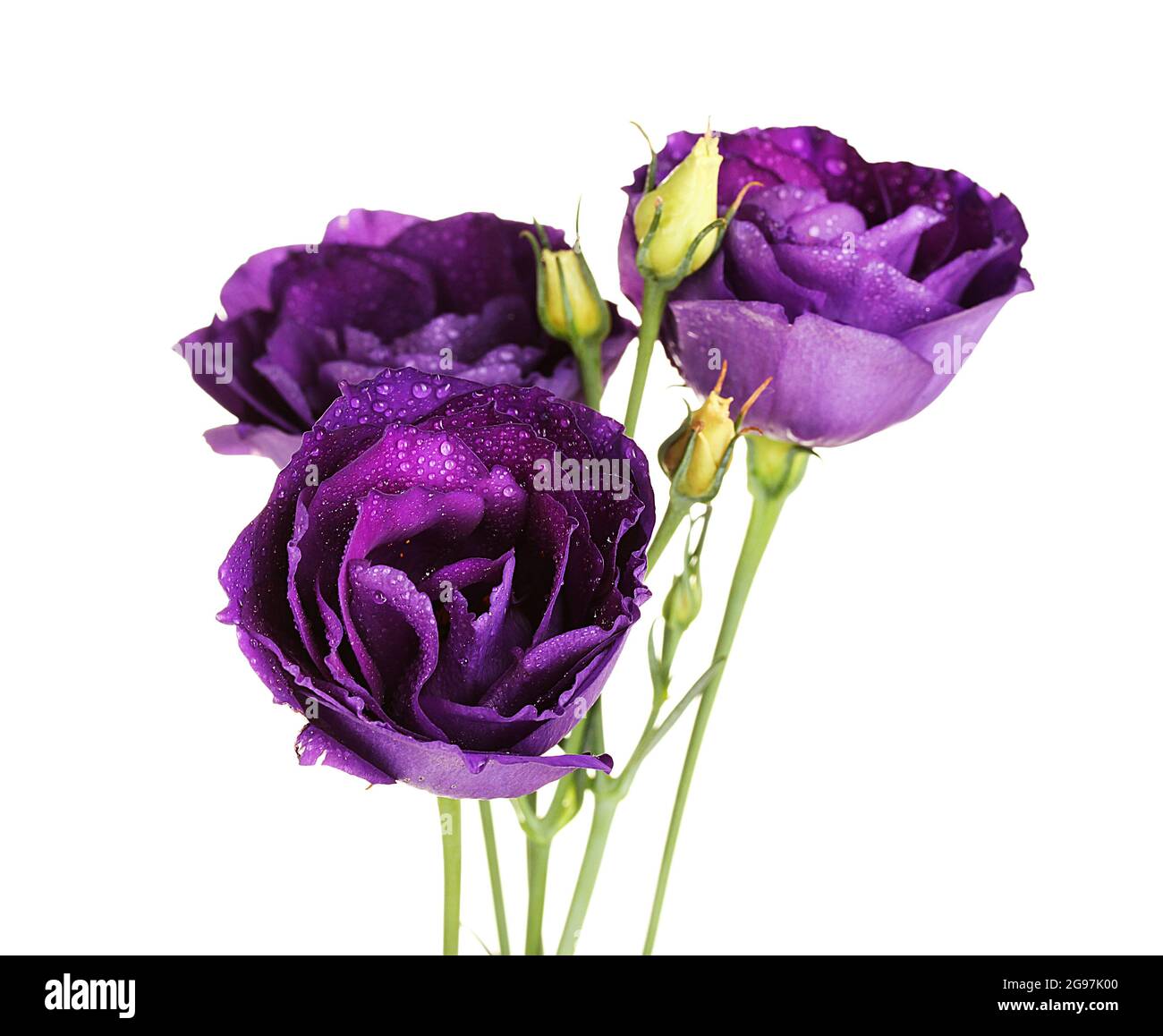 purple eustoma on white background Stock Photo - Alamy