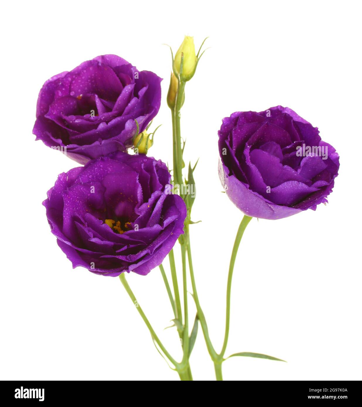purple eustoma on white background Stock Photo - Alamy