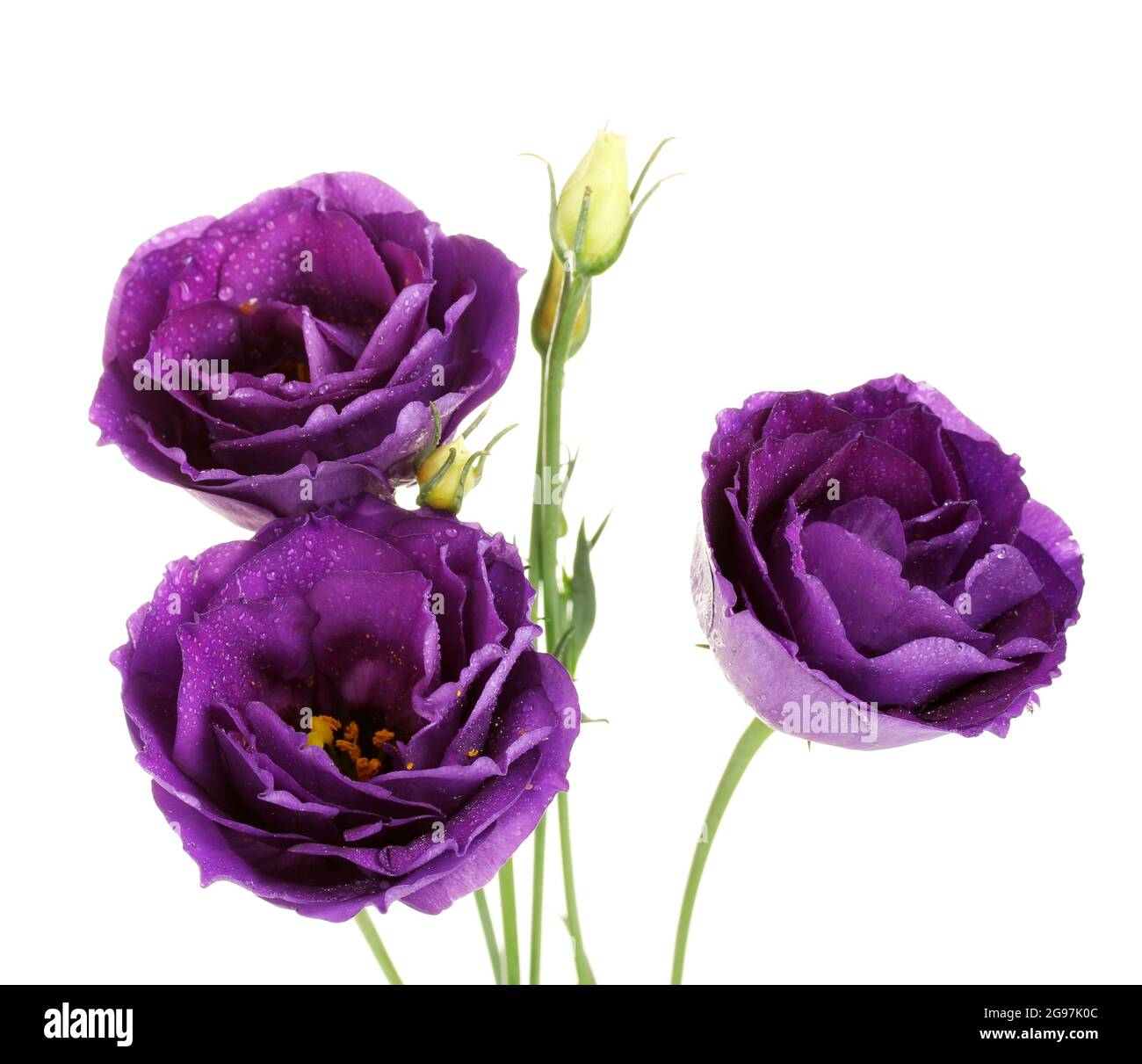purple eustoma on white background Stock Photo - Alamy