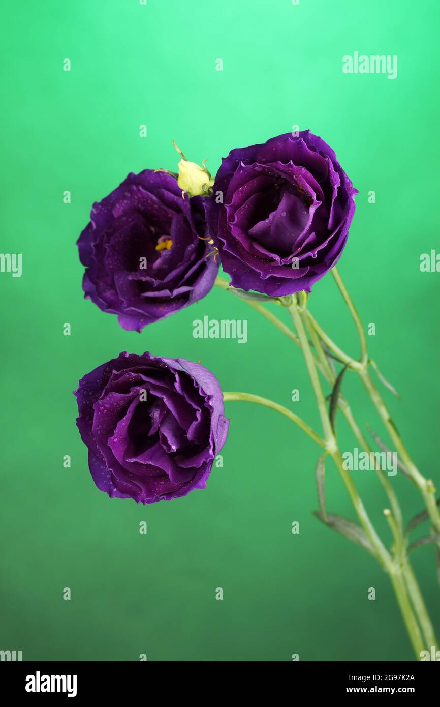 purple eustoma on bright green background Stock Photo - Alamy