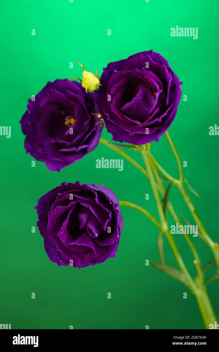 purple eustoma on bright green background Stock Photo - Alamy