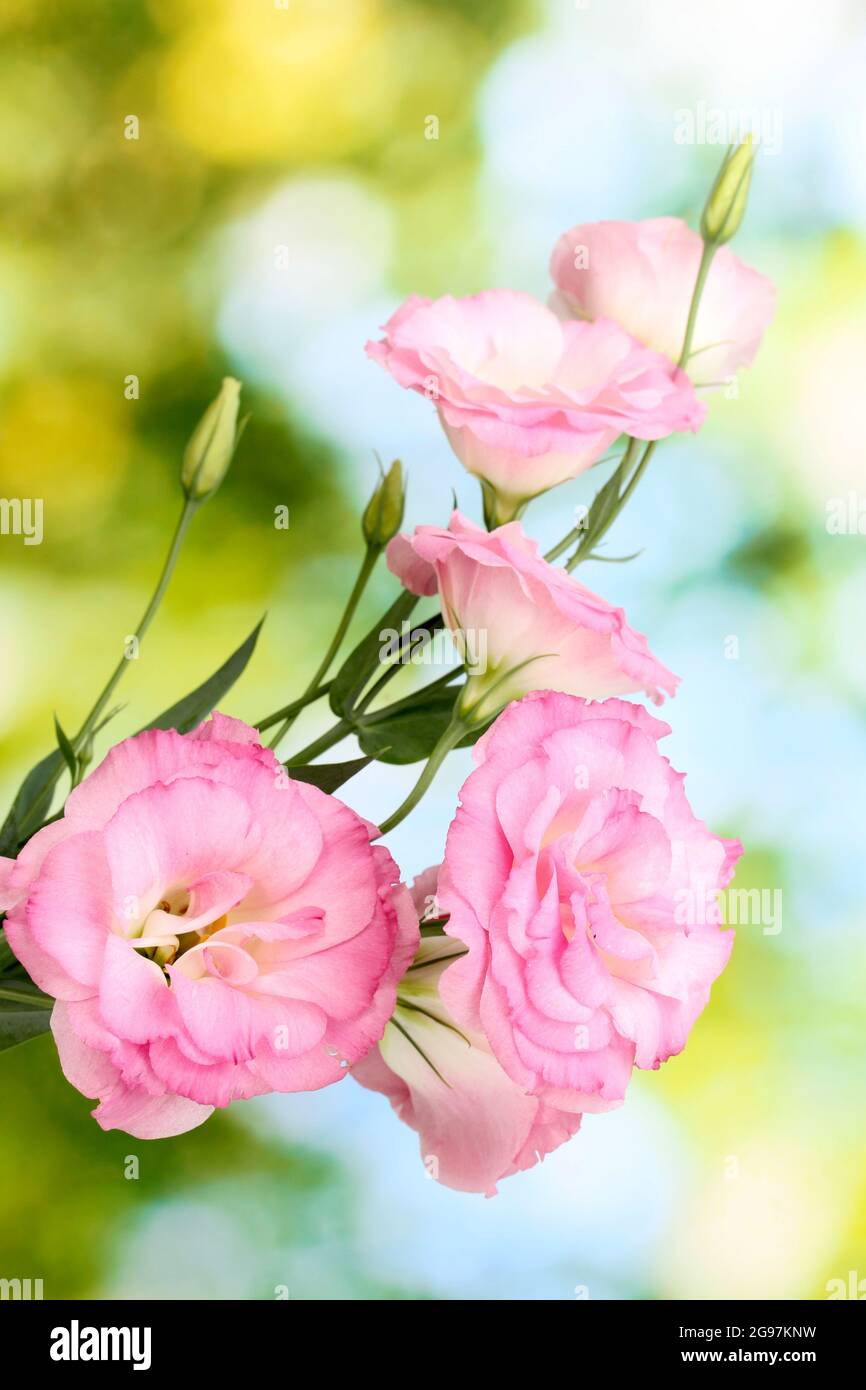 bouquet of eustoma flowers, on green background Stock Photo - Alamy