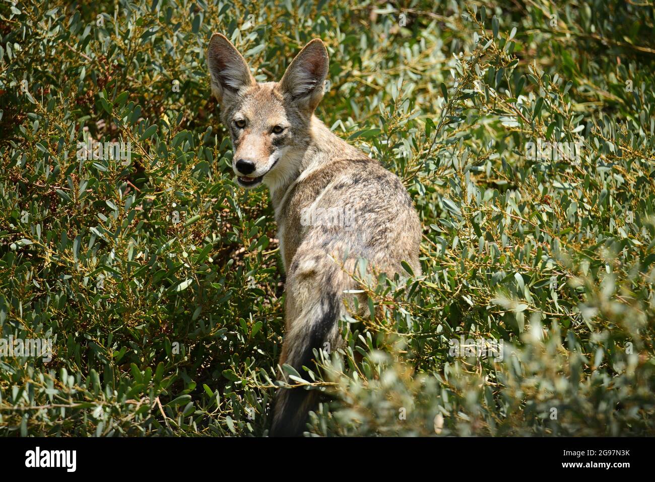 Coyotes desert hi-res stock photography and images - Alamy