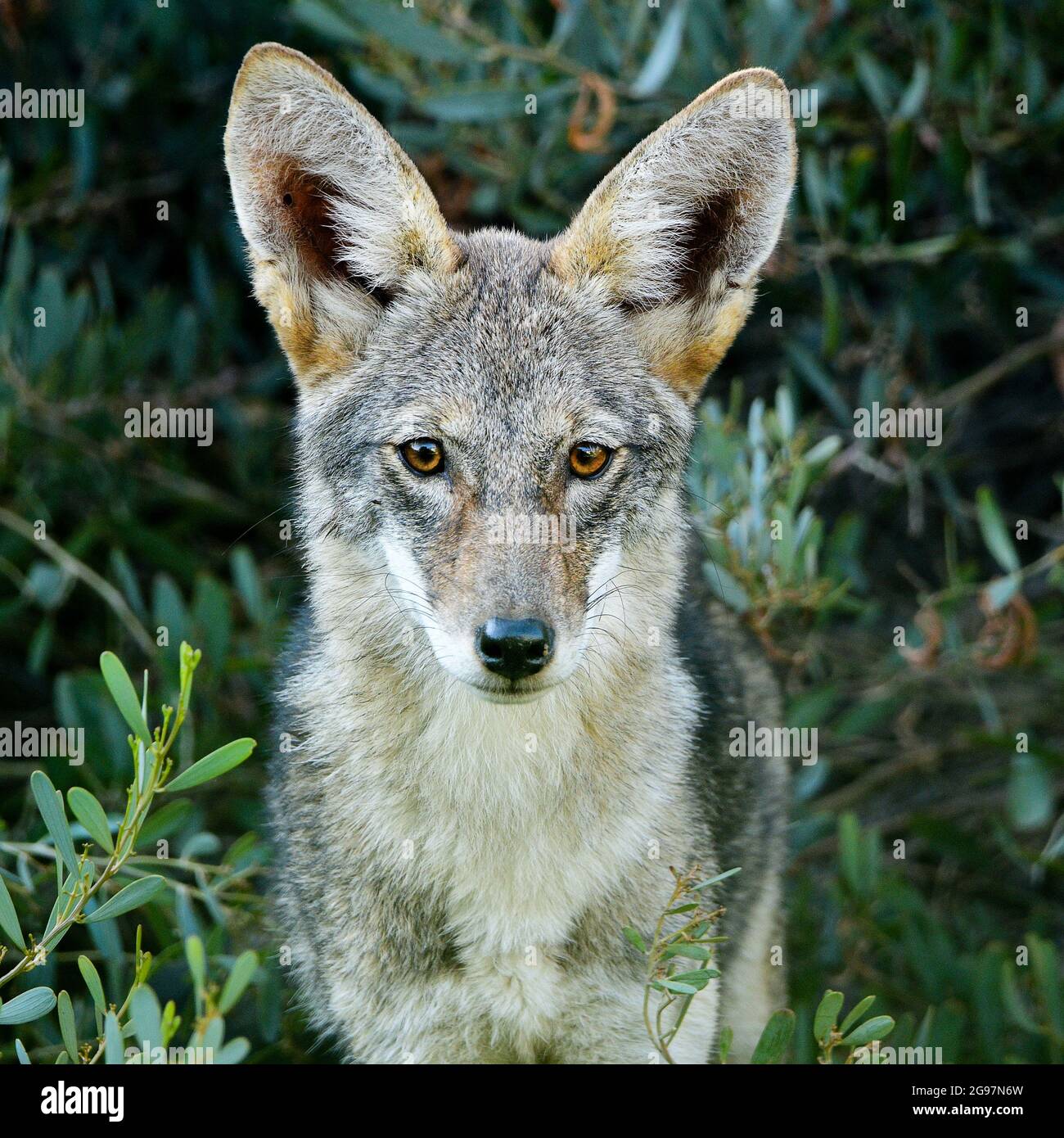 Suburban zoo hi-res stock photography and images - Alamy