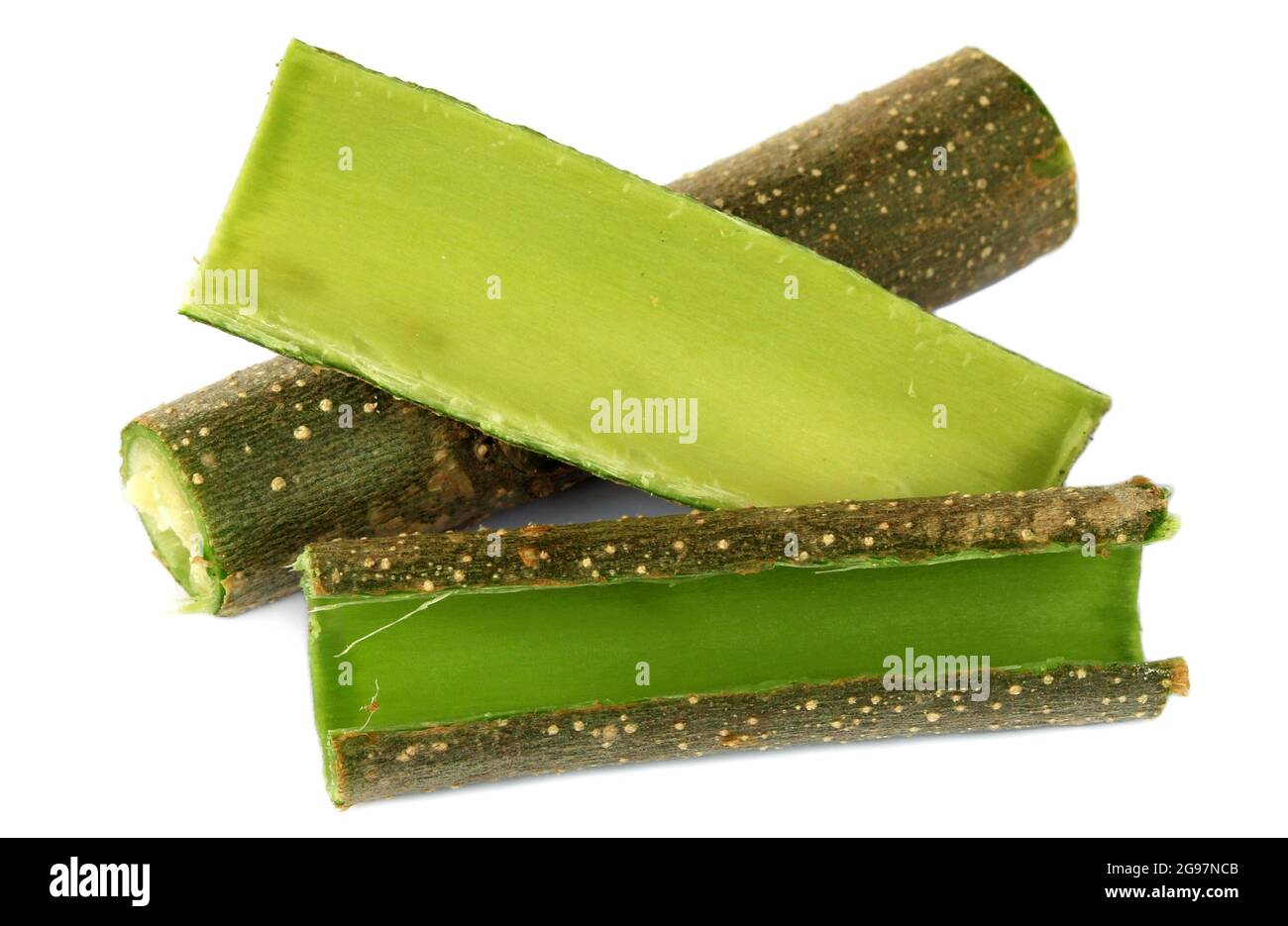 Moringa oleifera tree hi-res stock photography and images - Alamy
