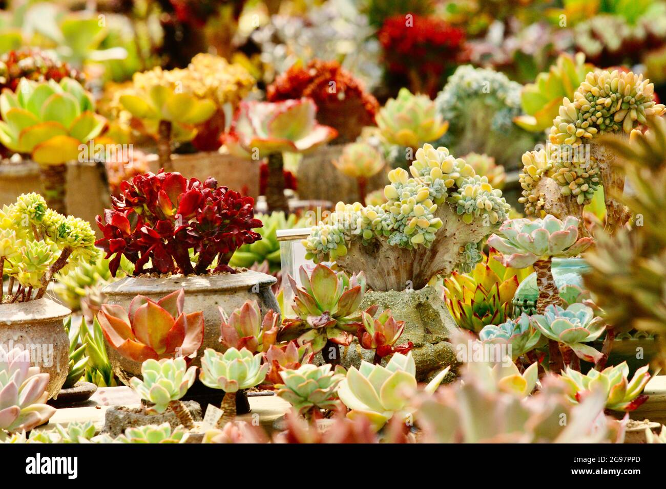 succulents seen from the side in green house Stock Photo - Alamy
