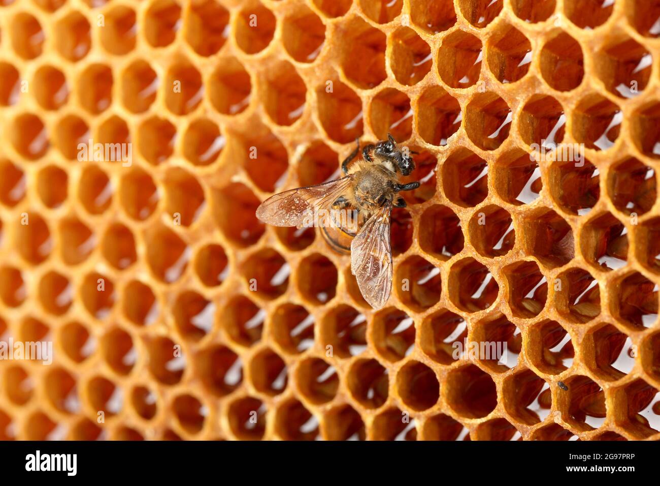 yellow beautiful honeycomb with honey and bee, background Stock Photo ...