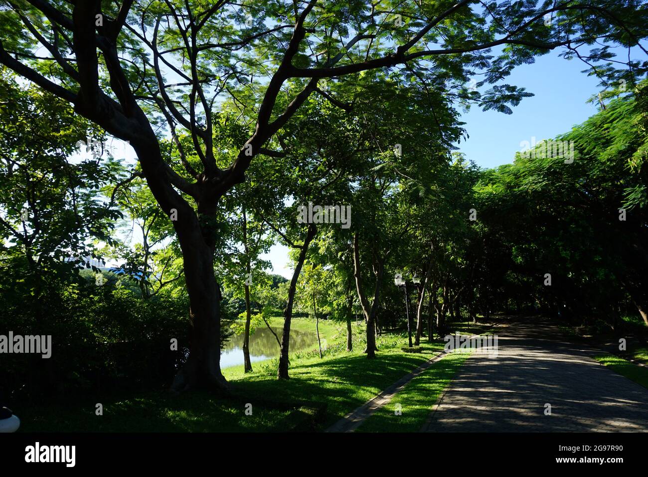 The atmosphere around the park where exercise can be seen, leaf ...