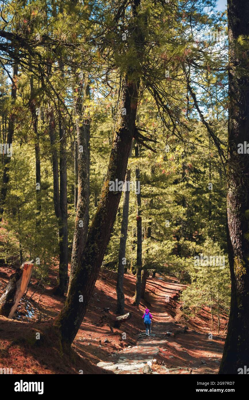 lost into the woods Stock Photo - Alamy