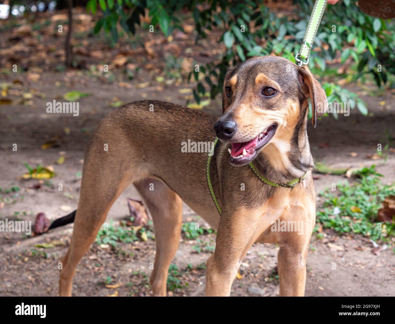 Happy Brown Dog Stares Satisfied for a Lovely Portrait Stock Photo - Alamy