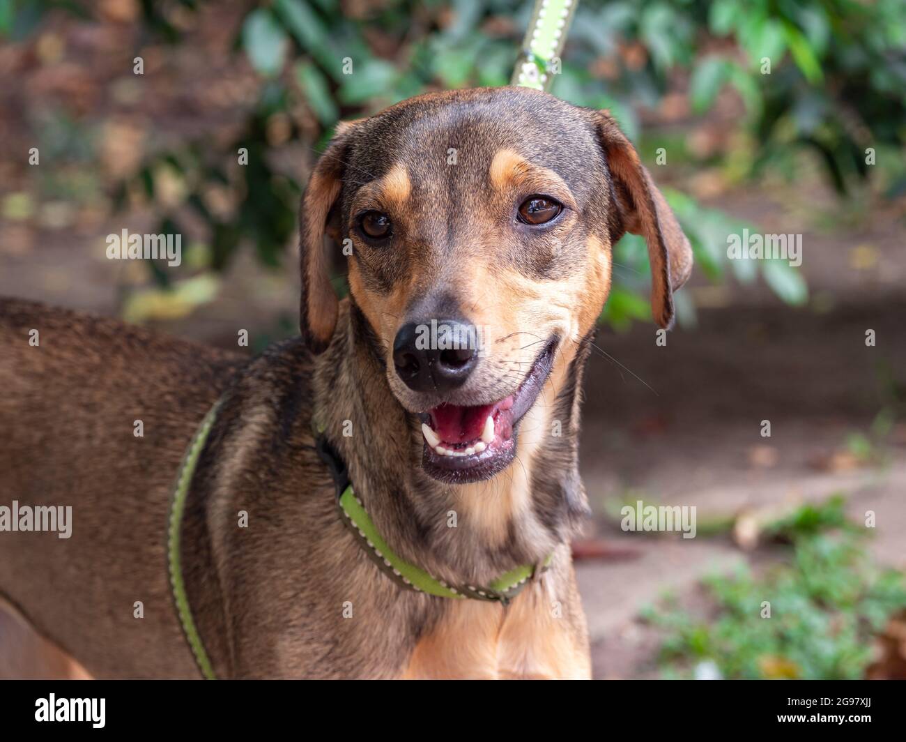 Happy Brown Dog Stares Satisfied for a Lovely Portrait Stock Photo - Alamy