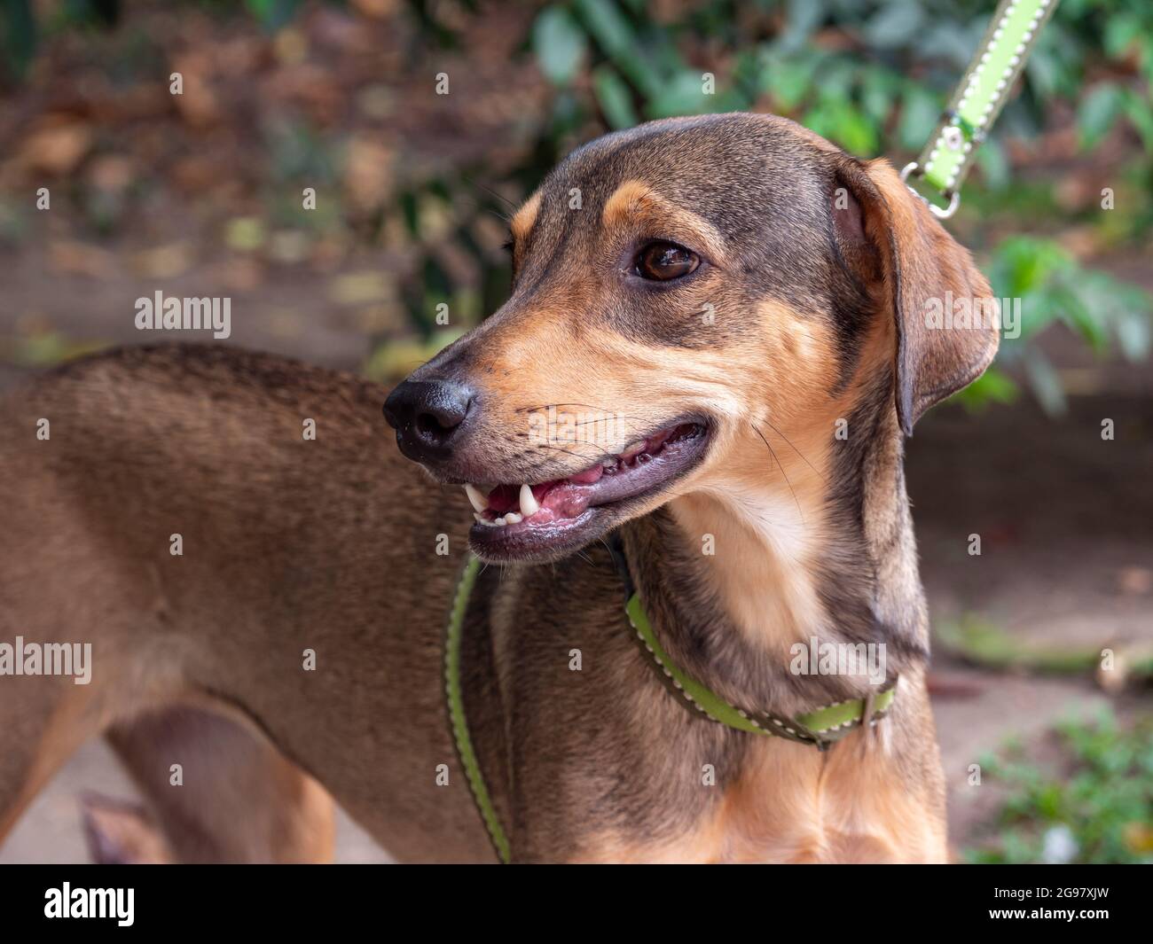Happy Brown Dog Stares Satisfied for a Lovely Portrait Stock Photo - Alamy