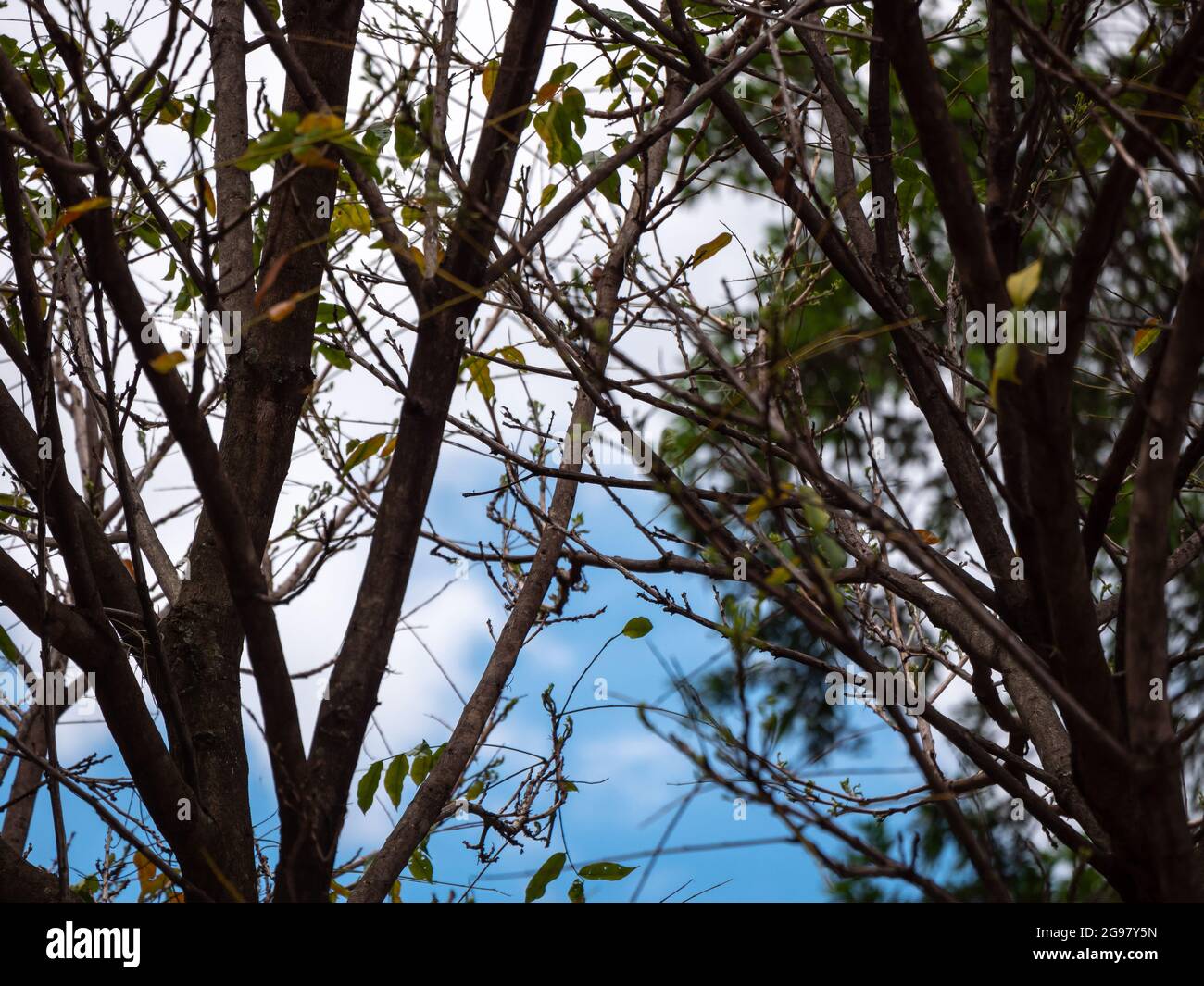 Tree Branches Against Blue Sky with some White Clouds Stock Photo - Alamy
