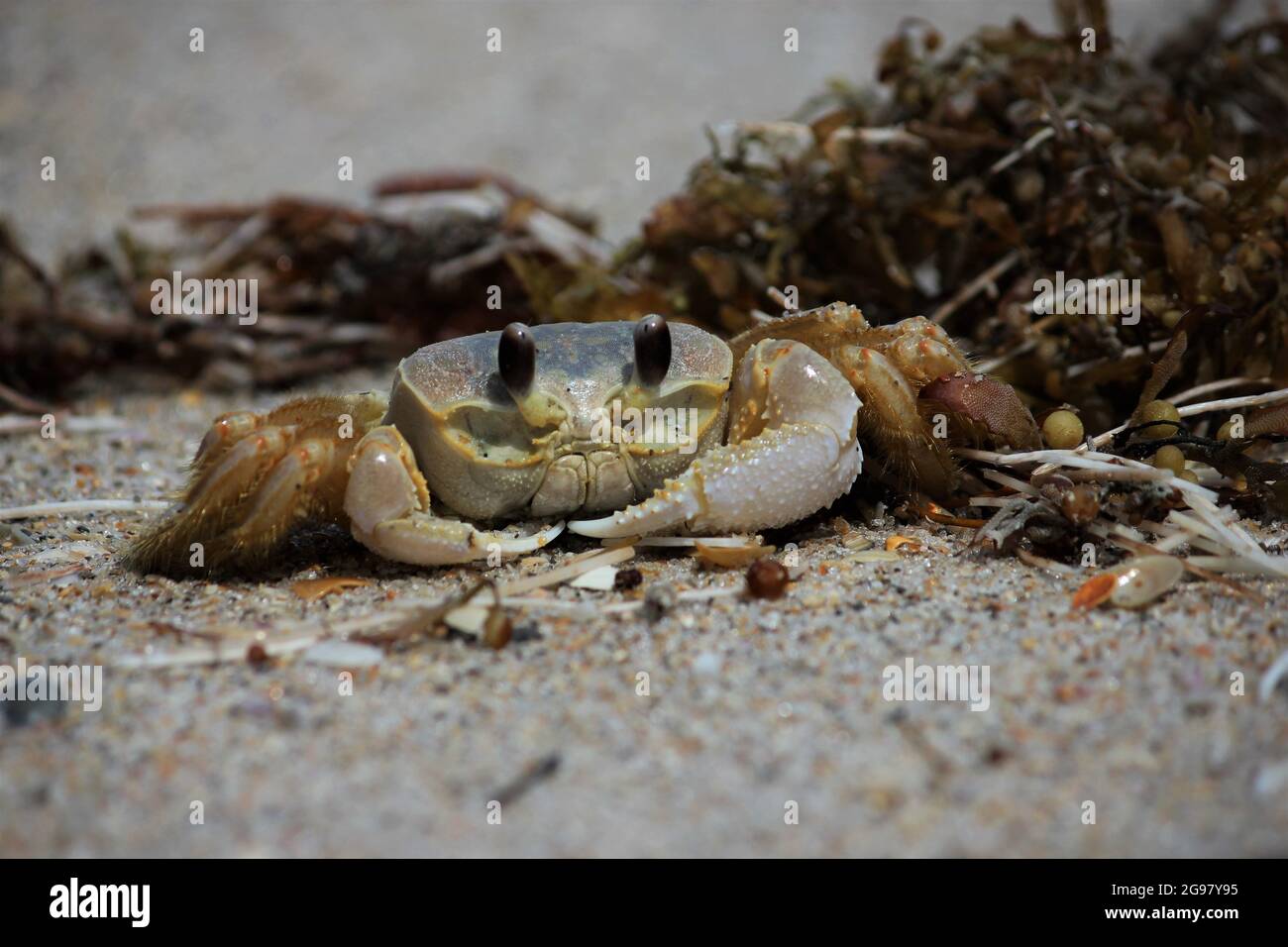 A lone crab looking at you whith his bug eyes from the sand and seaweed ...