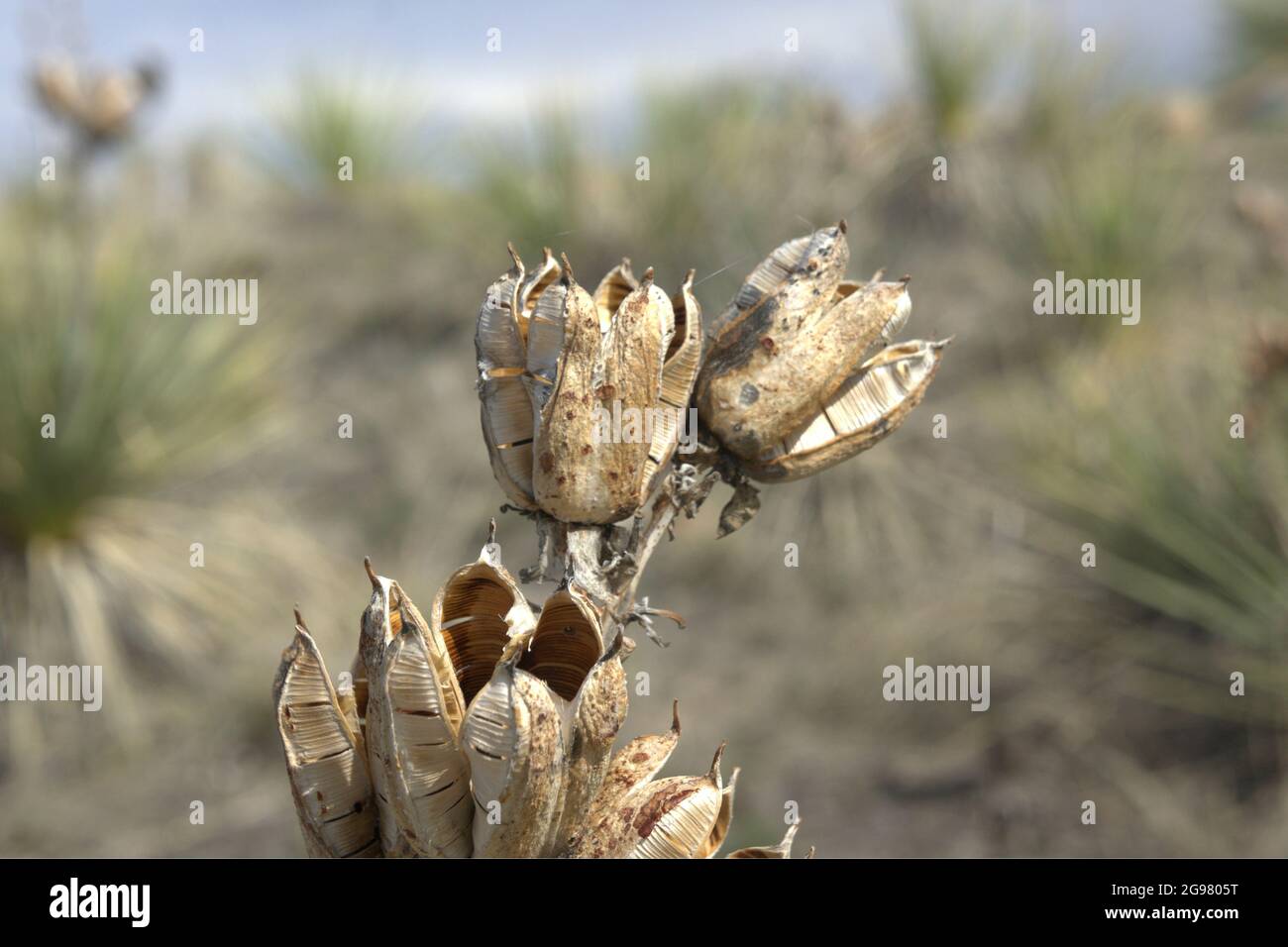 Dried Yucca (Yucca angustissima) seed pods in Spring. Denver, CO Stock ...