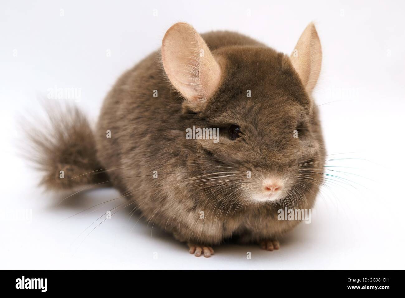 Is A Chinchilla A Rodent