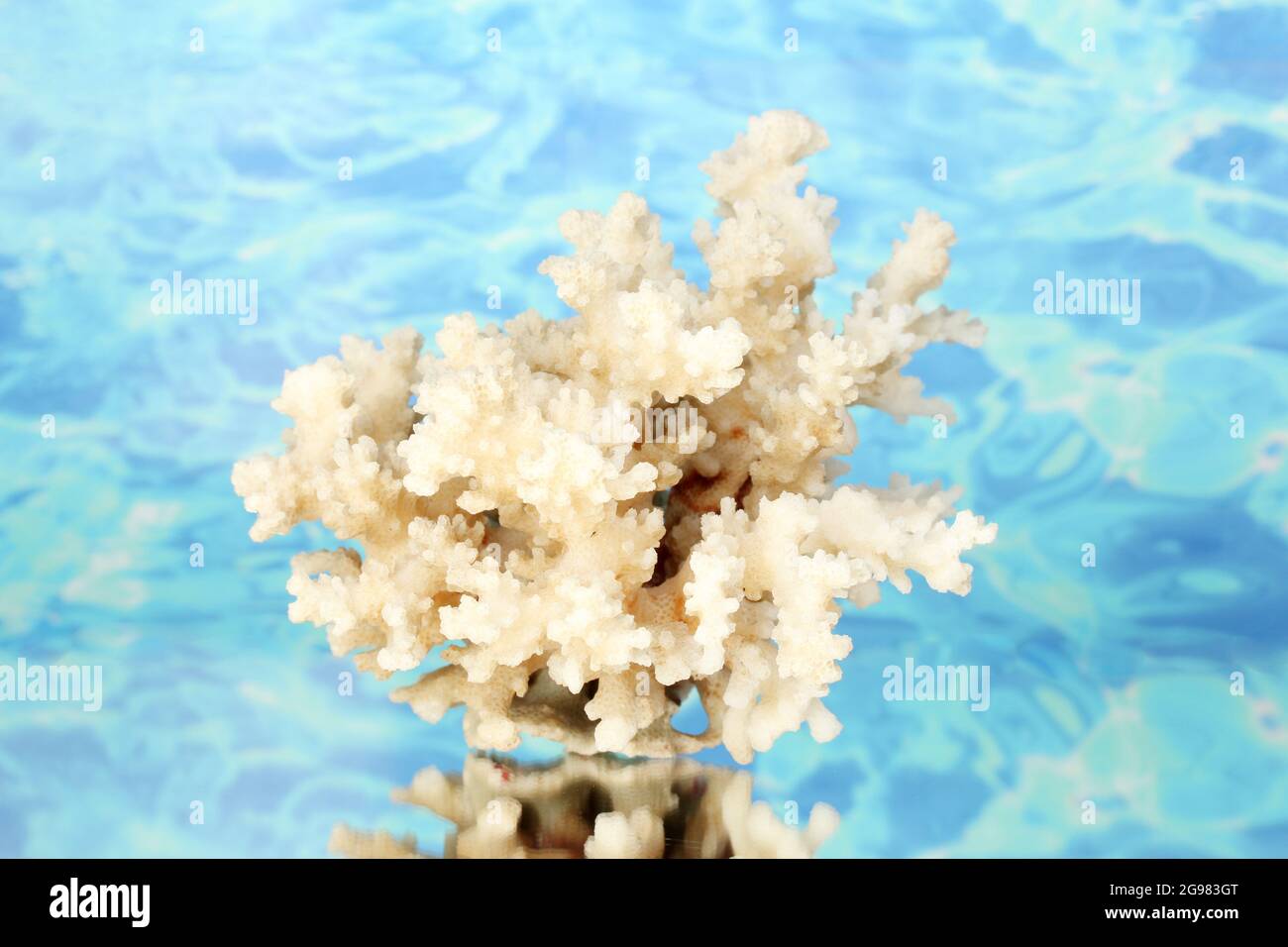 Single Polyp High Resolution Stock Photography and Images - Alamy