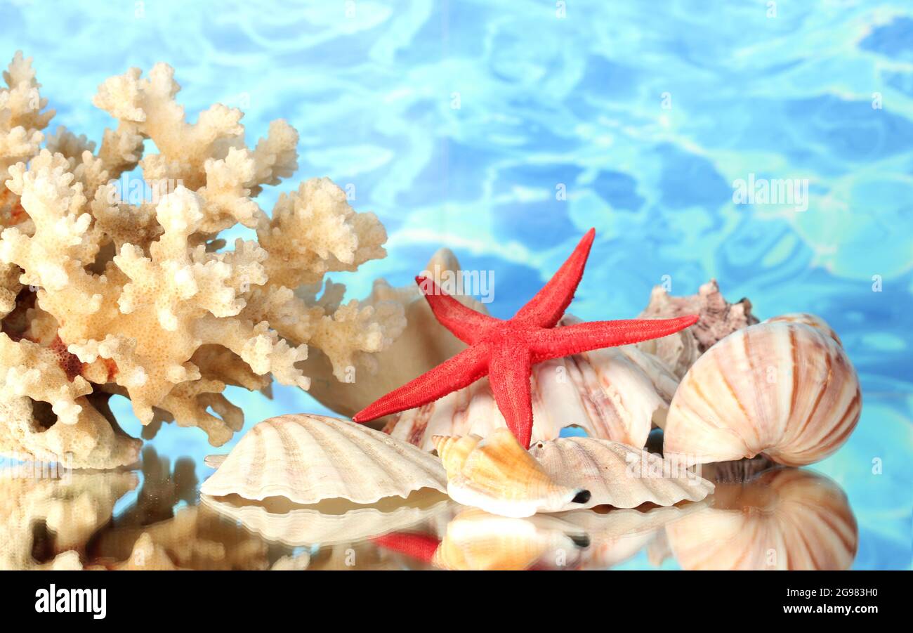 Sea coral with shells on water background close-up Stock Photo - Alamy