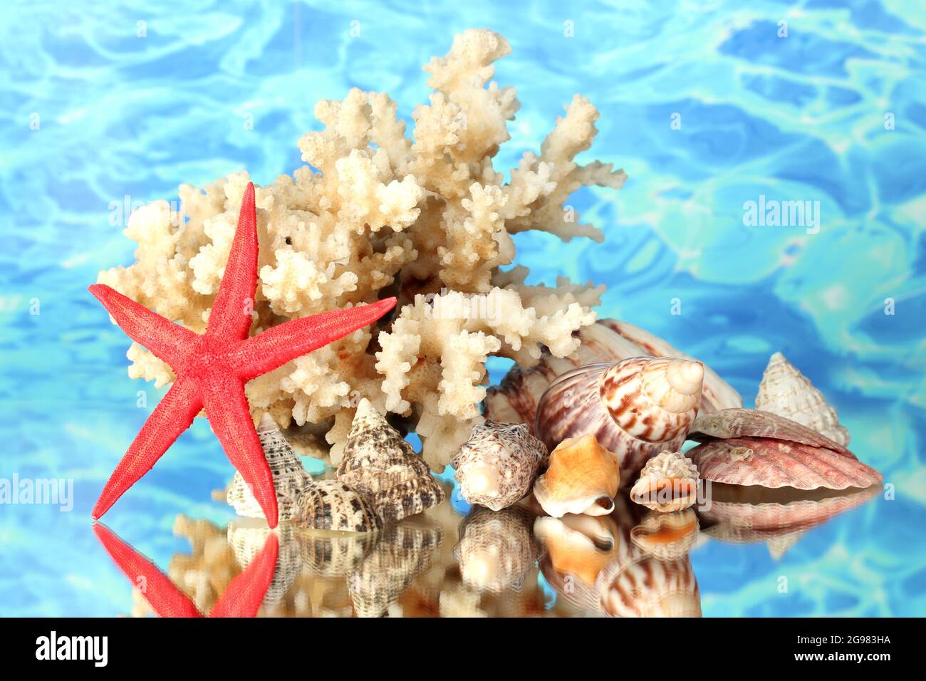 Sea coral with shells on water background close-up Stock Photo - Alamy
