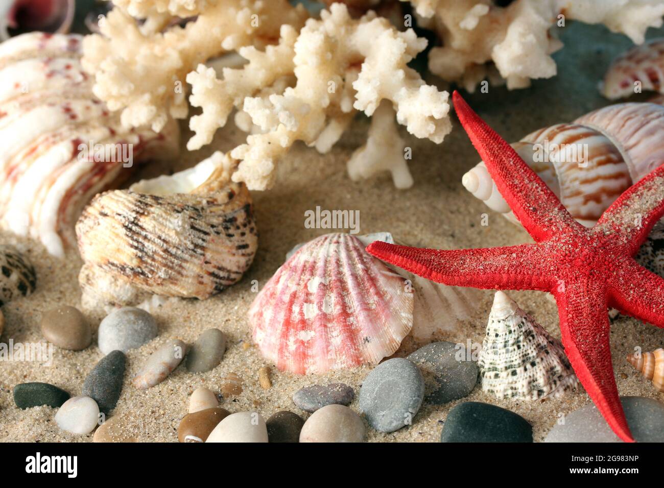 Spiked shells hi-res stock photography and images - Alamy
