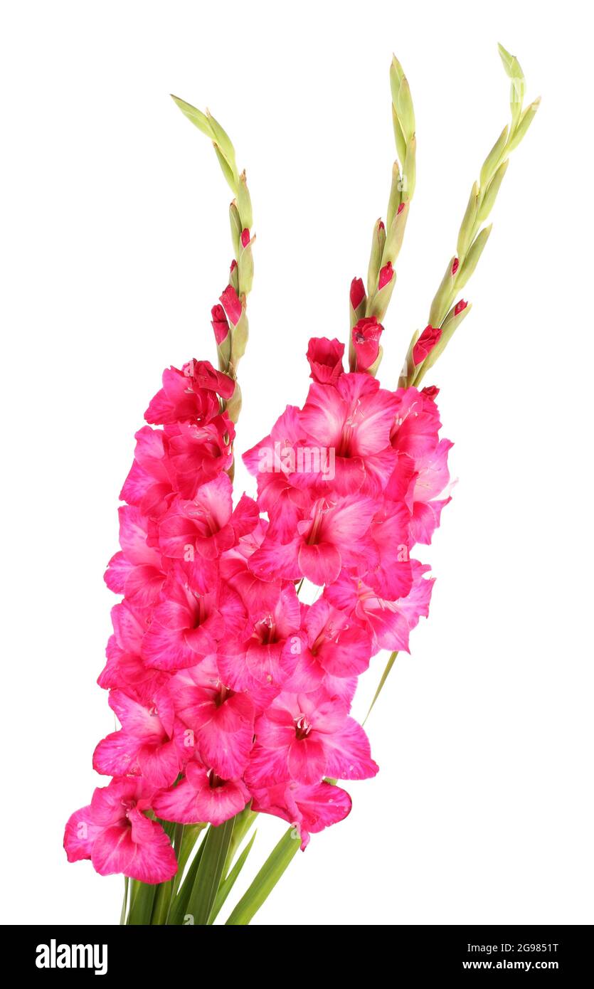 beautiful bouquet of pink gladioluses, isolated on white Stock Photo ...