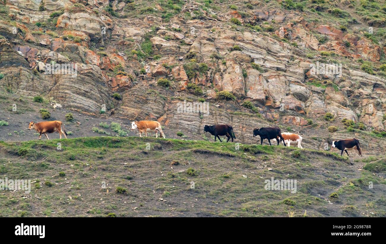 Rocky mountain landscape cow hi-res stock photography and images - Alamy