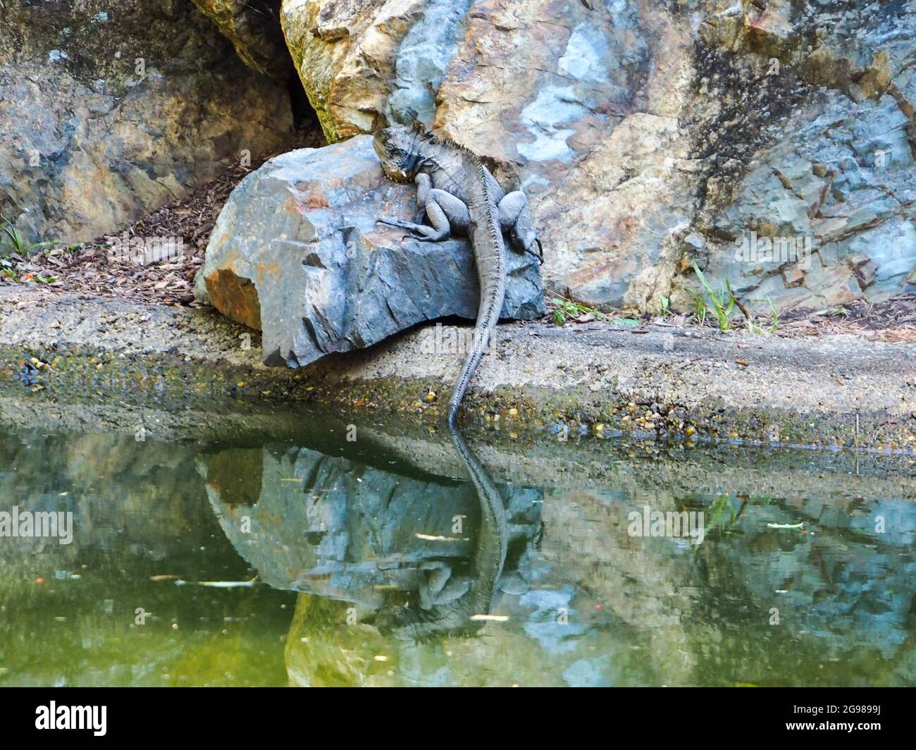 Eastern water dragons hi-res stock photography and images - Alamy