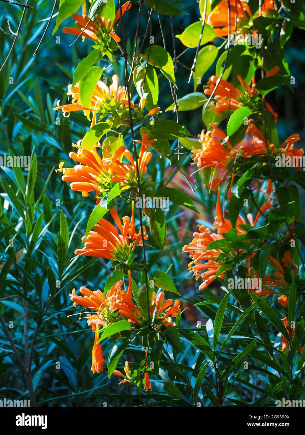 Pyrostegia venusta or orange trumpet vine with its bright tubular ...