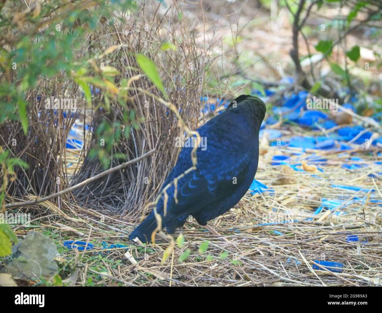 Satin bowerbird male females hi-res stock photography and images - Alamy