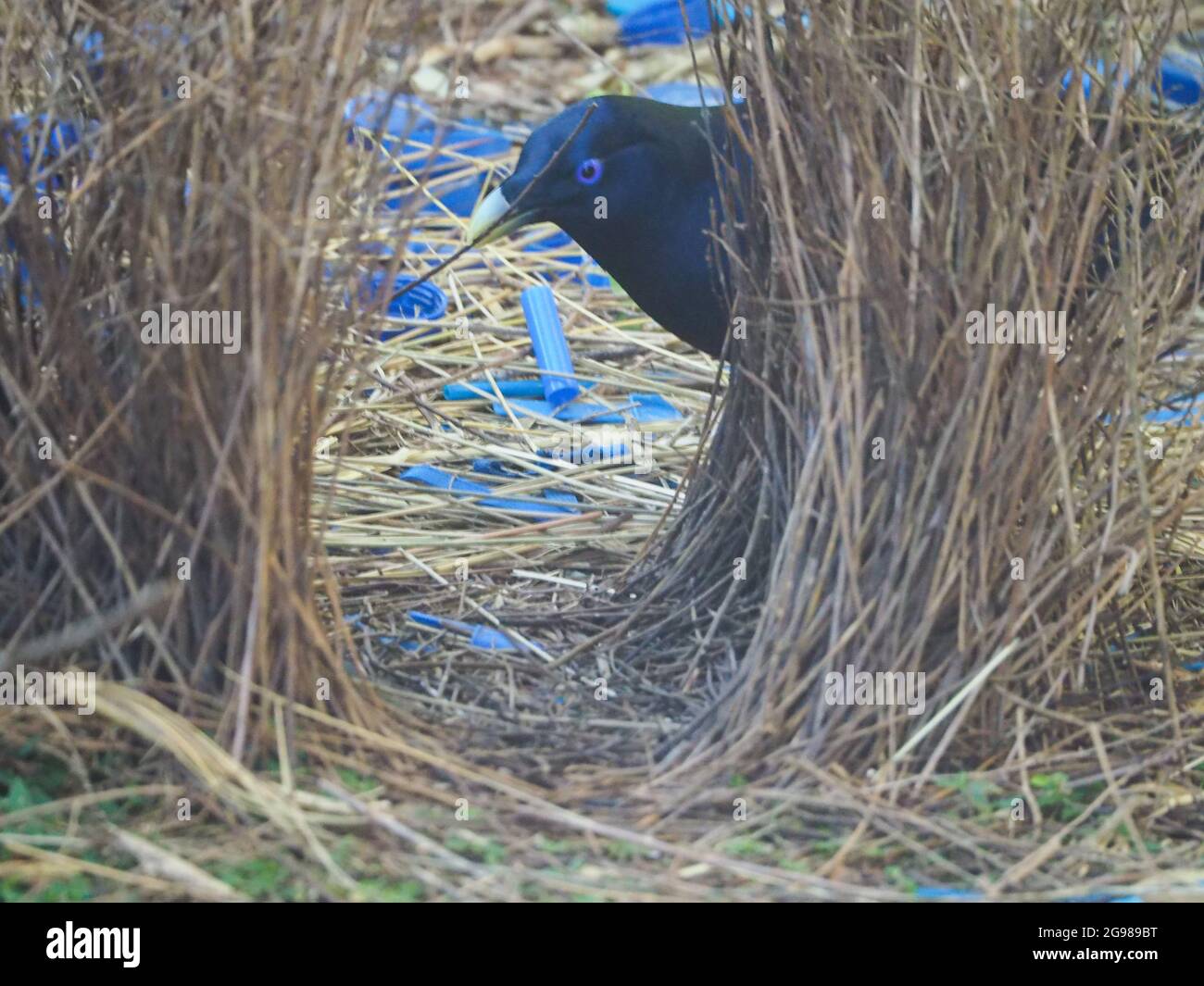 Satin Bowerbird with his Bower, two parallel walls of sticks decorated ...