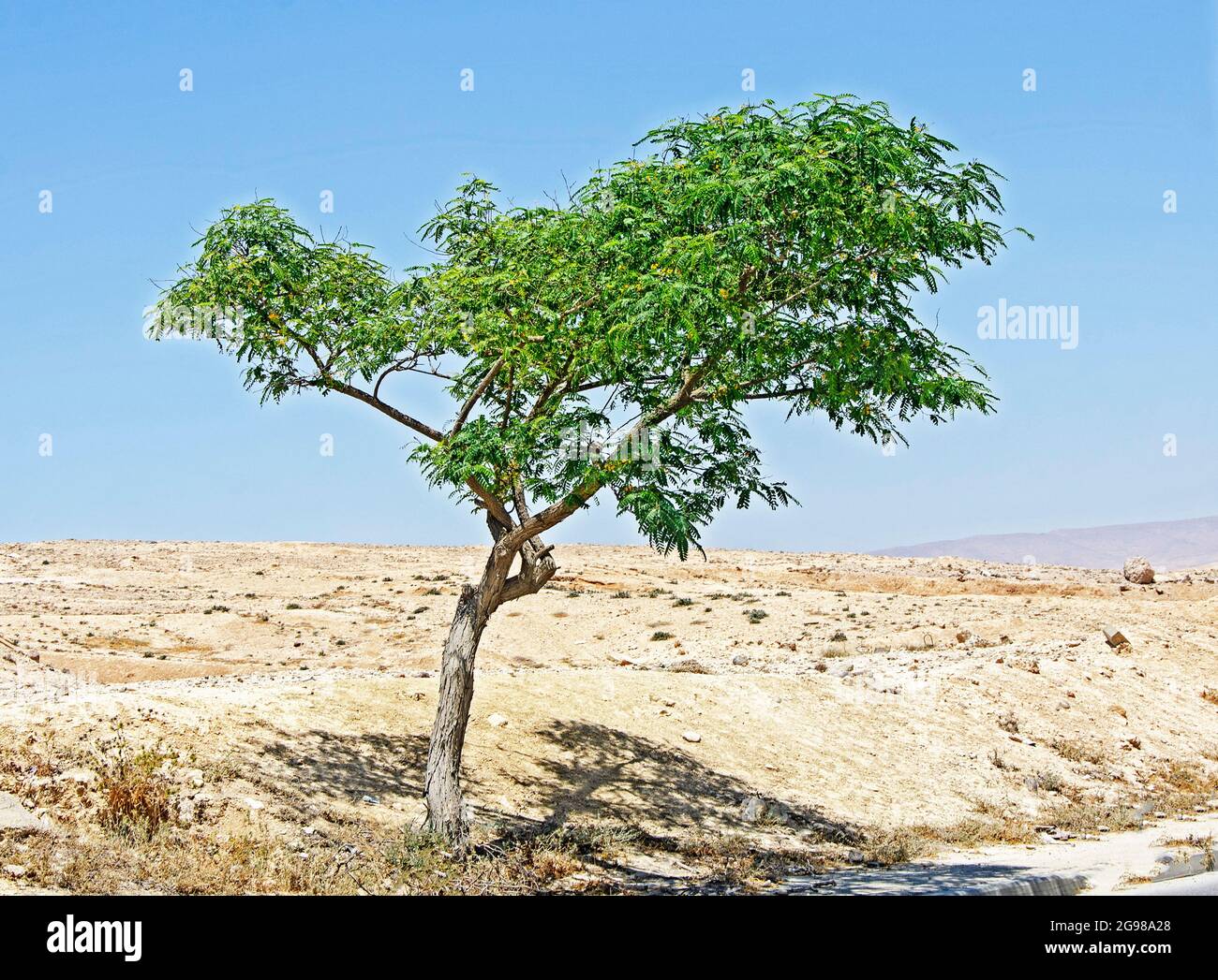 Ornamental tree in Israel at spring Stock Photo - Alamy