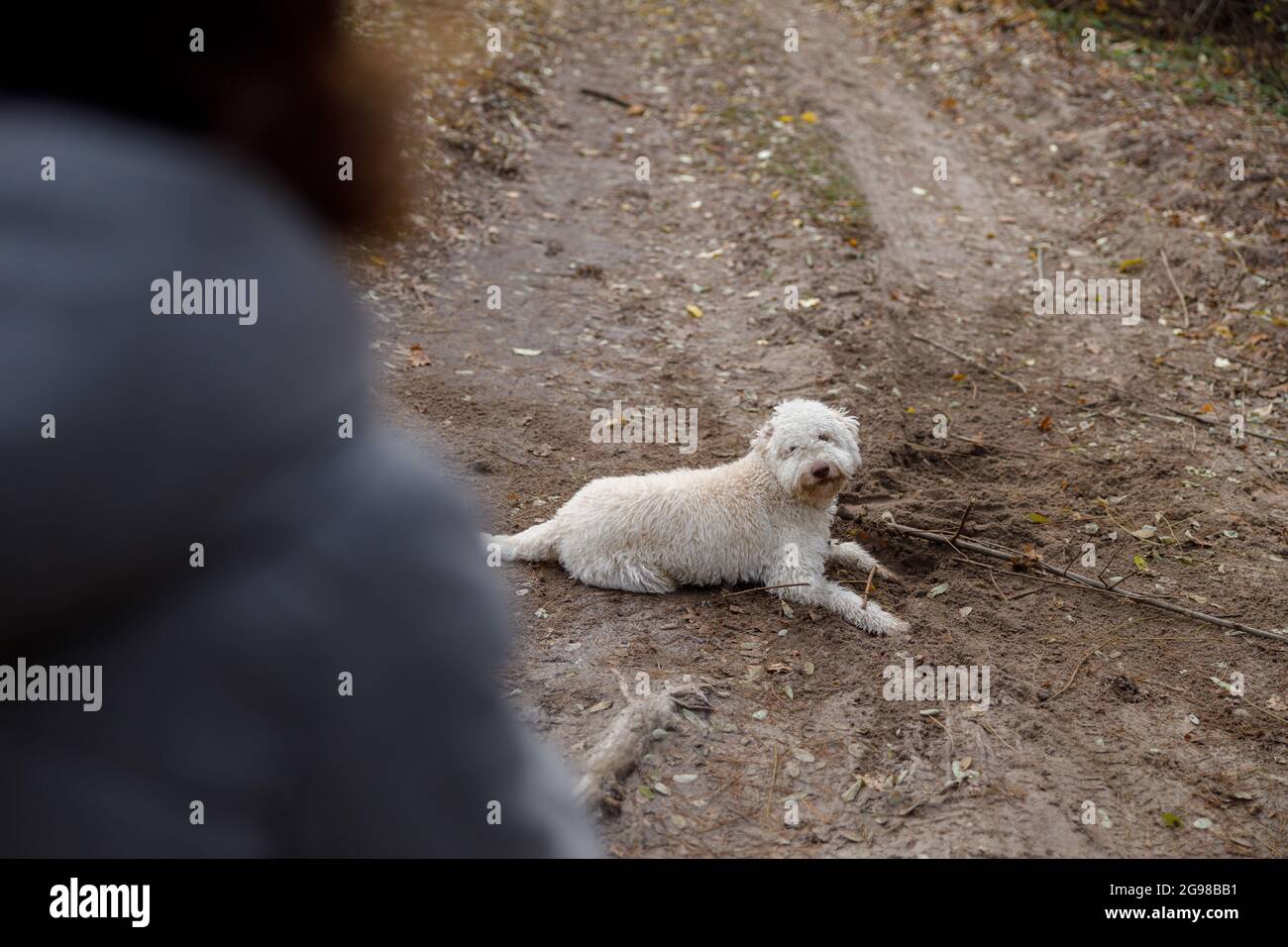 Italian lagotto white curly dog on a walk at autumn forest Stock Photo ...